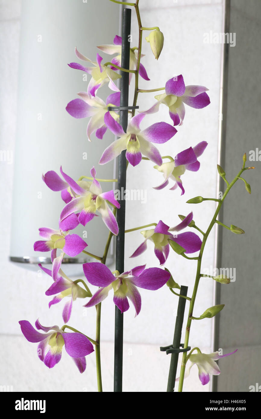 Orchid, blossoms, Dendrobium Emma, flowers, exotic, tropical, plant ...