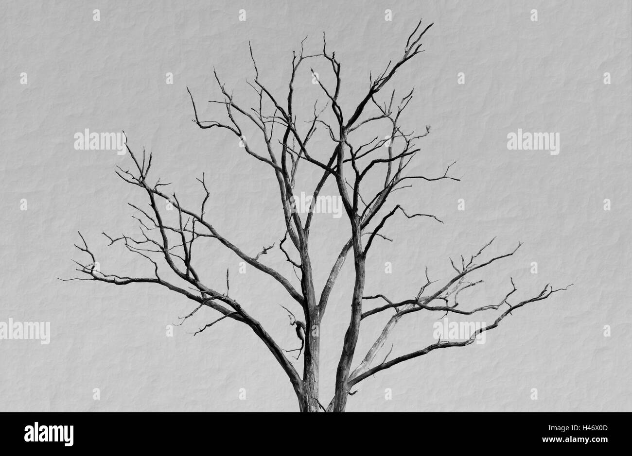 Tree, detail, branches, bare, deciduous tree, treetop, tree mortality ...