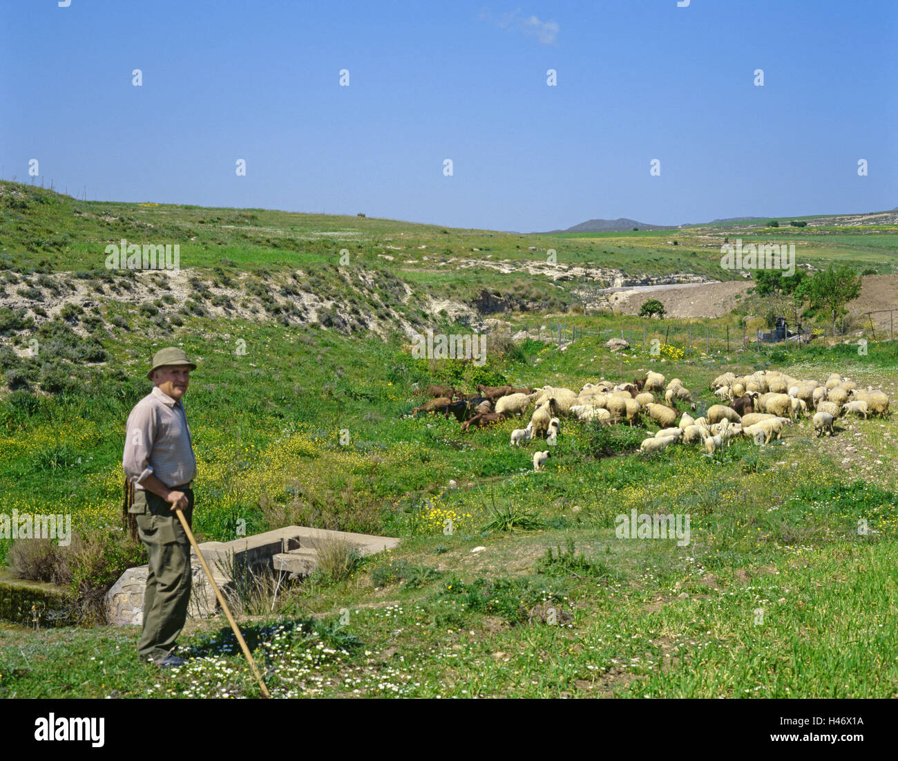 Cyprus, in Greek, pasture, flock of sheep, shepherd, no model release ...