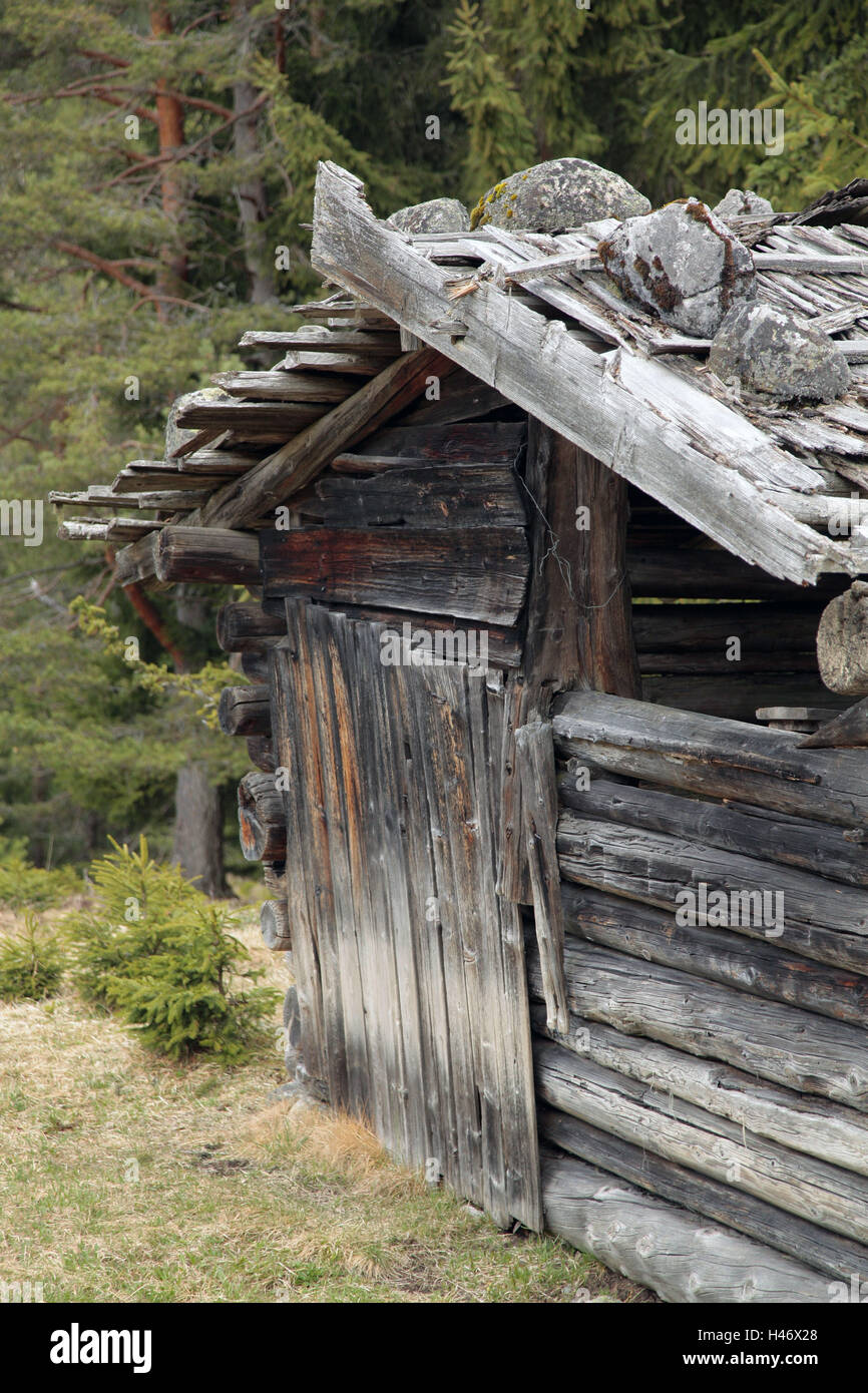 old wooden hut in front of spruce, detail Stock Photo - Alamy