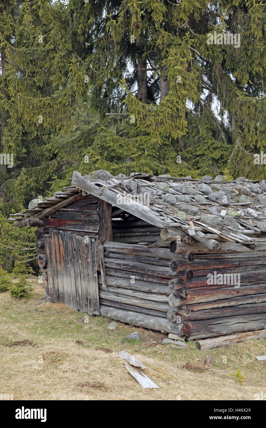 old wooden hut in front of spruce Stock Photo - Alamy