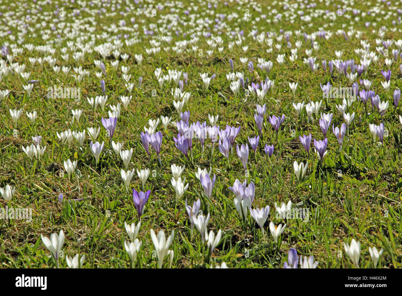 Typical crocus hi-res stock photography and images - Alamy