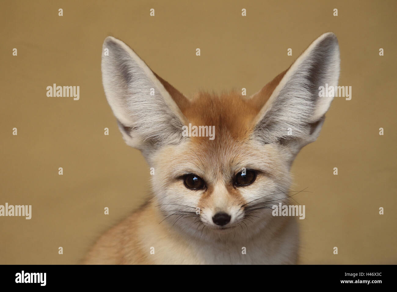Fennek hi-res stock photography and images - Alamy