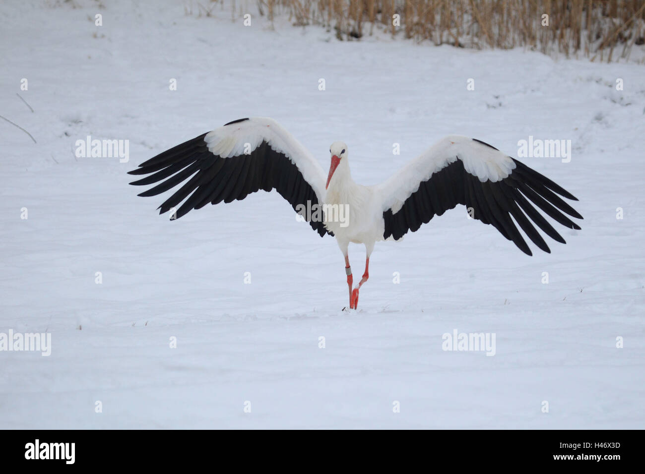 White stork in winter Stock Photo - Alamy