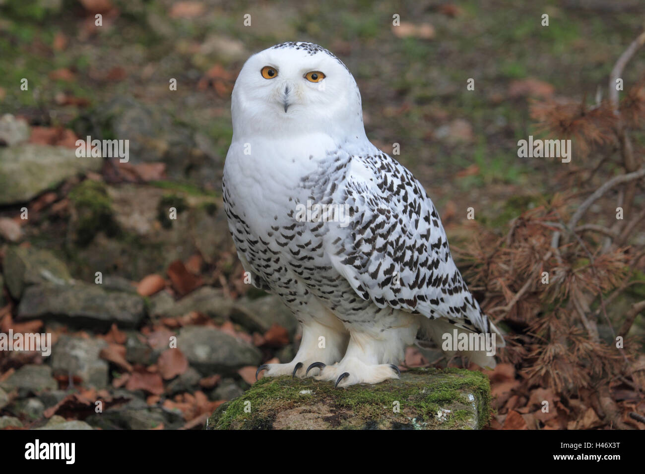Only snow and rock hi-res stock photography and images - Alamy