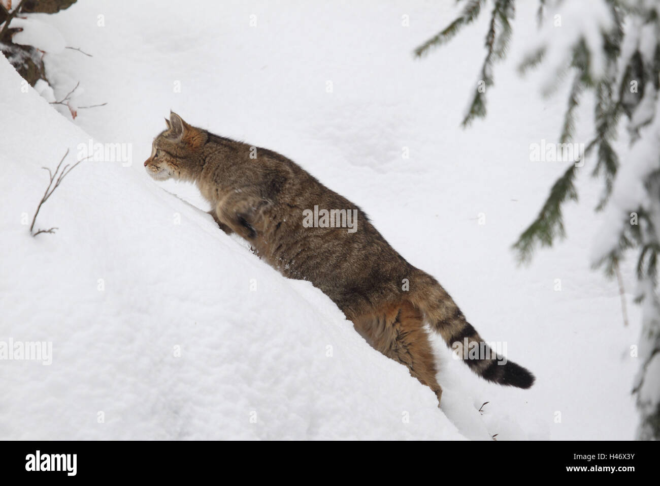 Wildcat in the snow Stock Photo - Alamy