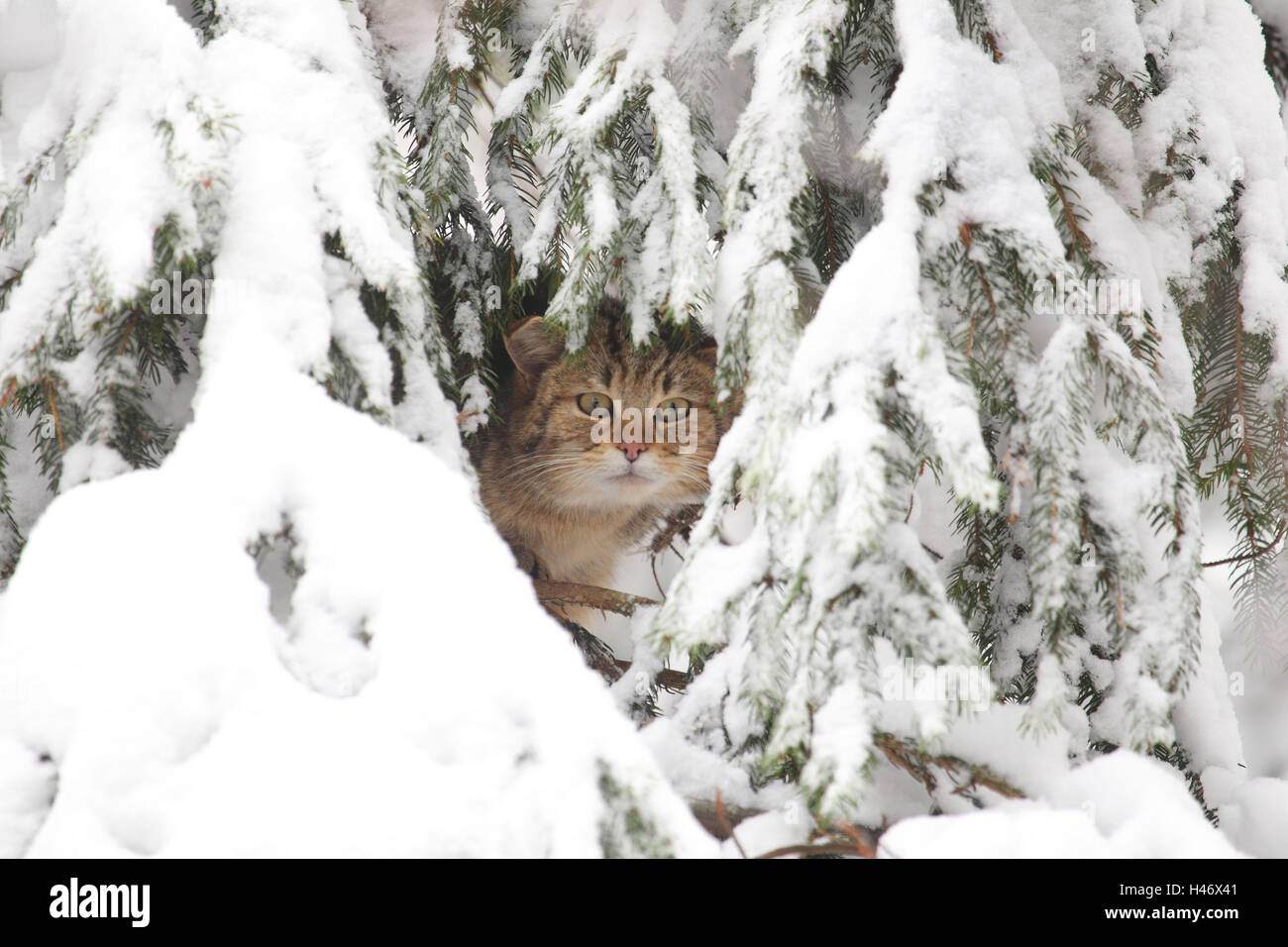 Wildcat in the snow Stock Photo - Alamy