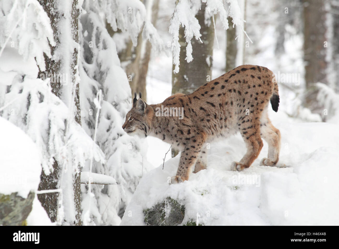 Lynx in snow wildlife hi-res stock photography and images - Alamy
