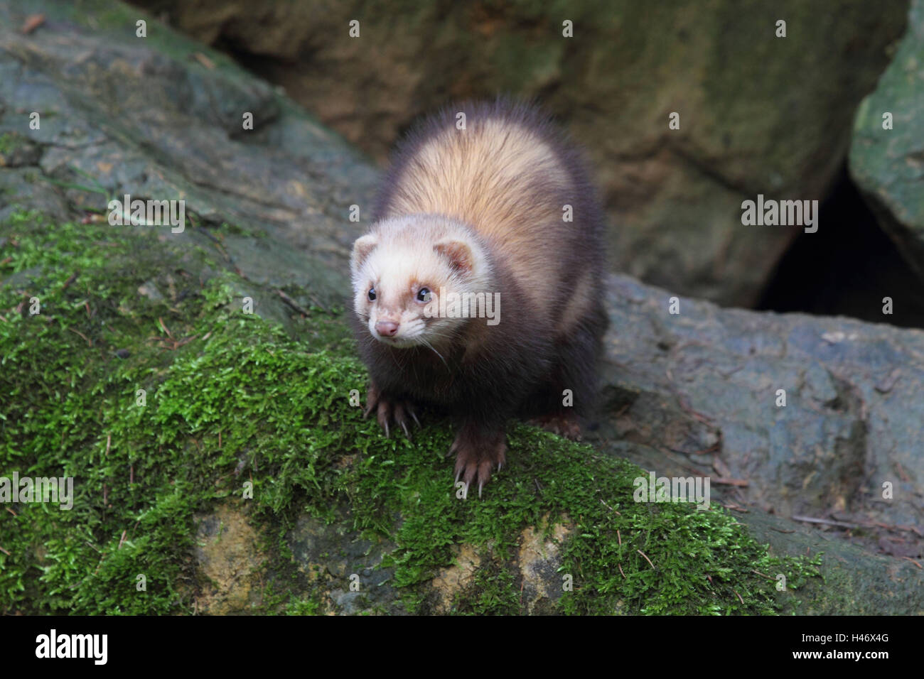 Ferrets hi-res stock photography and images - Alamy