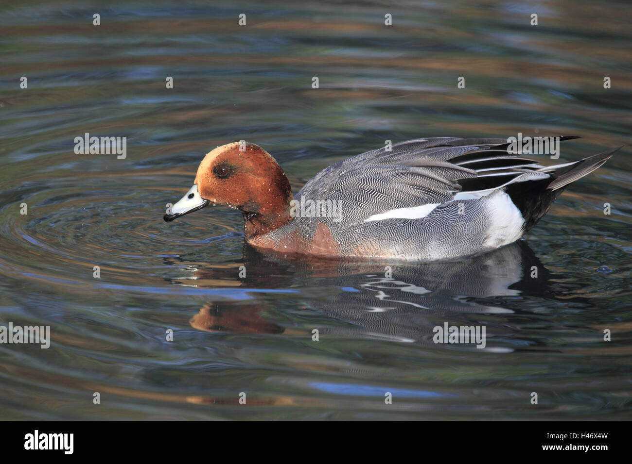 Widgeon, male in the water Stock Photo - Alamy
