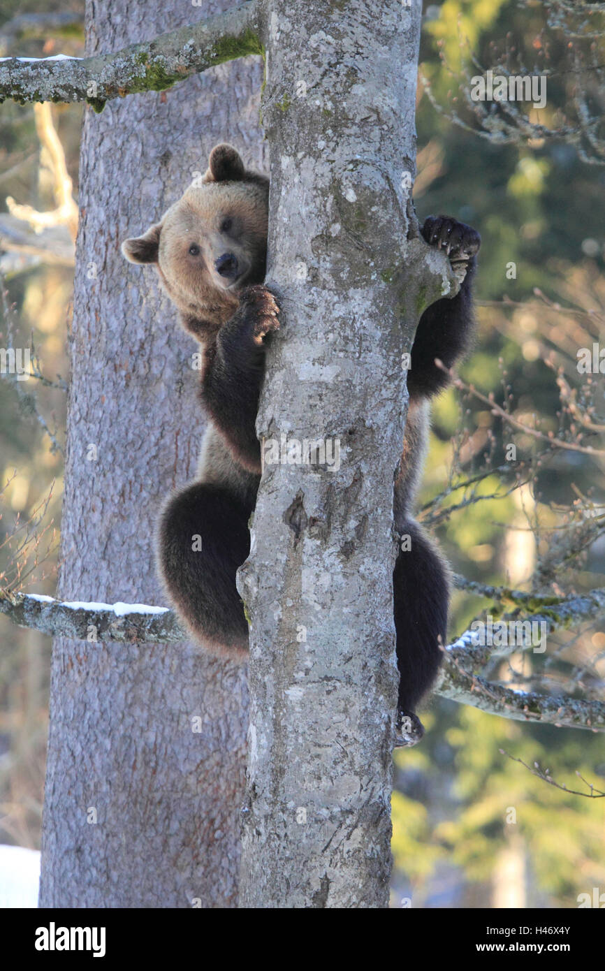 Brown bear climbs tree Stock Photo - Alamy