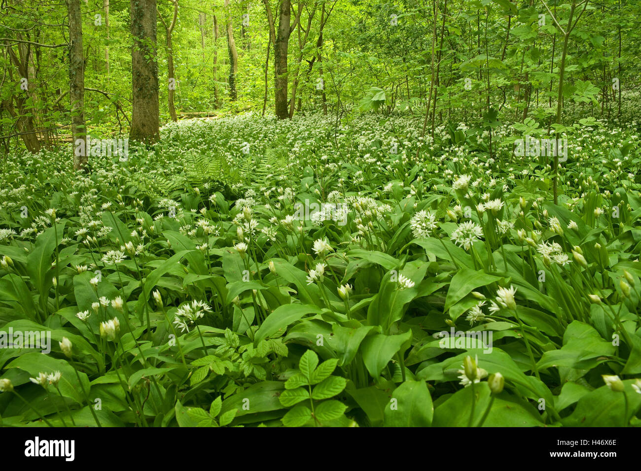 Denmark, thunder valley, vegetation Stock Photo - Alamy