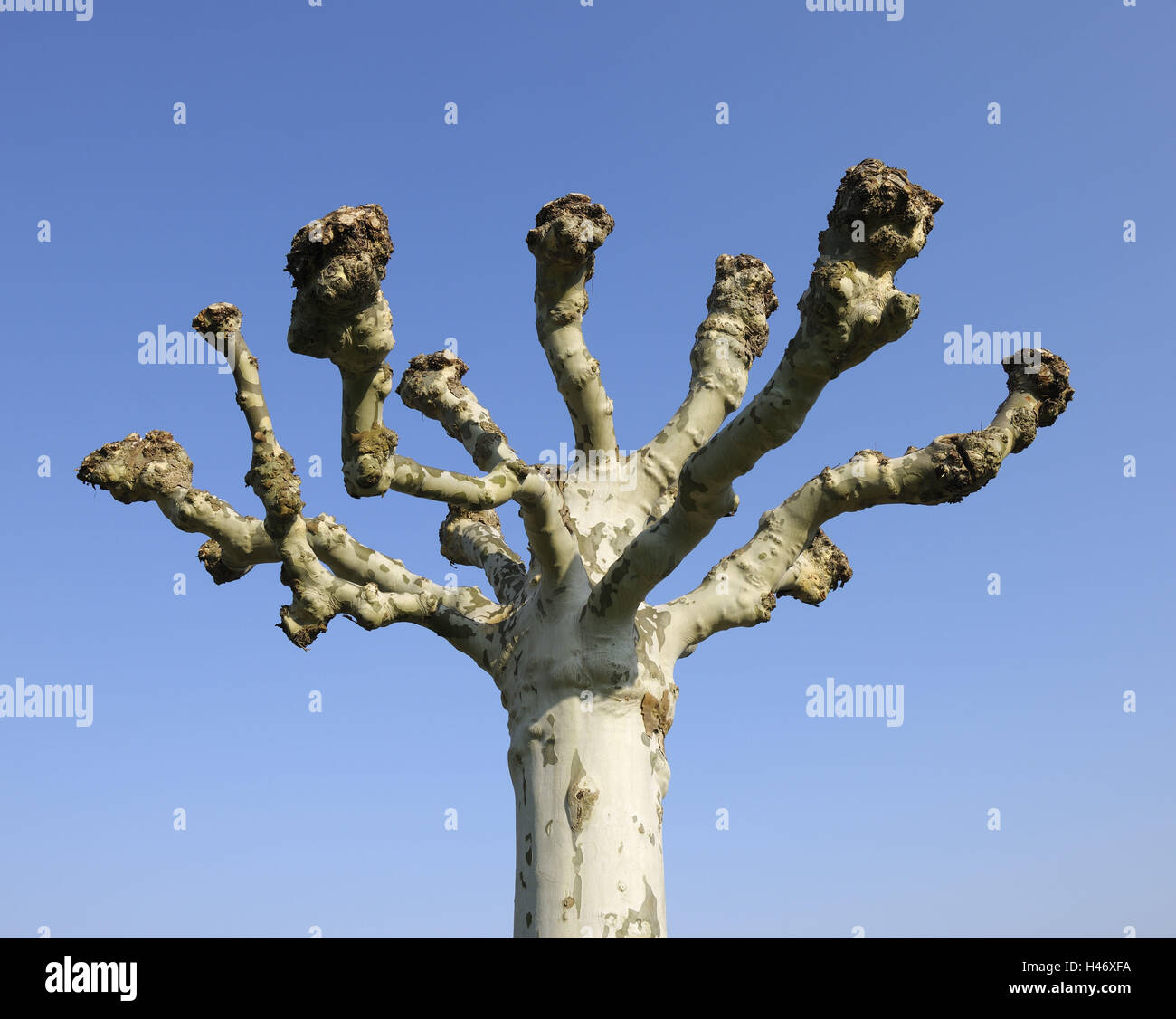 Plane tree, branches, cut, spring Stock Photo - Alamy