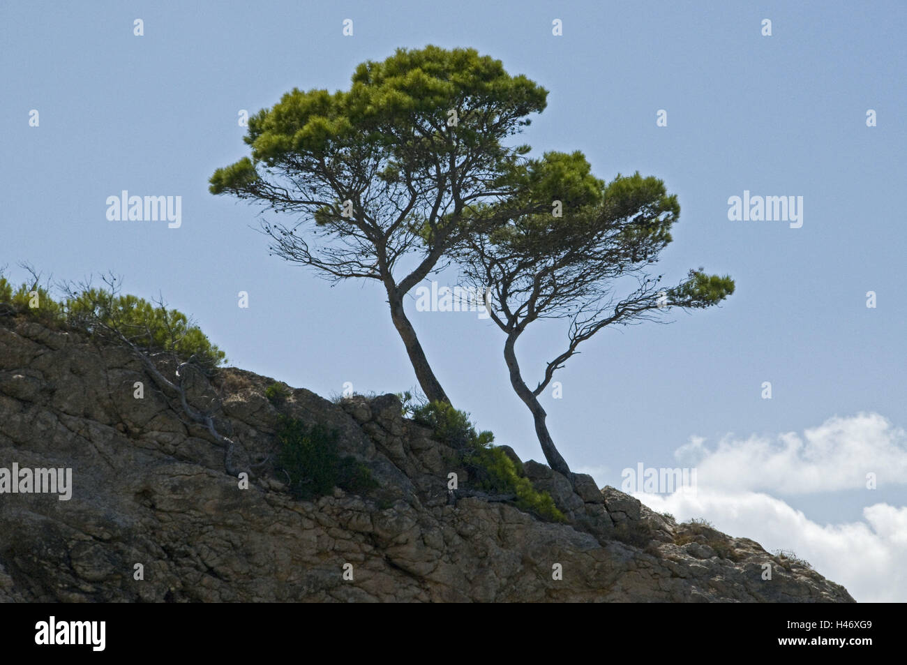 Spain, the Balearic Islands, Majorca, Paguera, pine trees Stock Photo ...