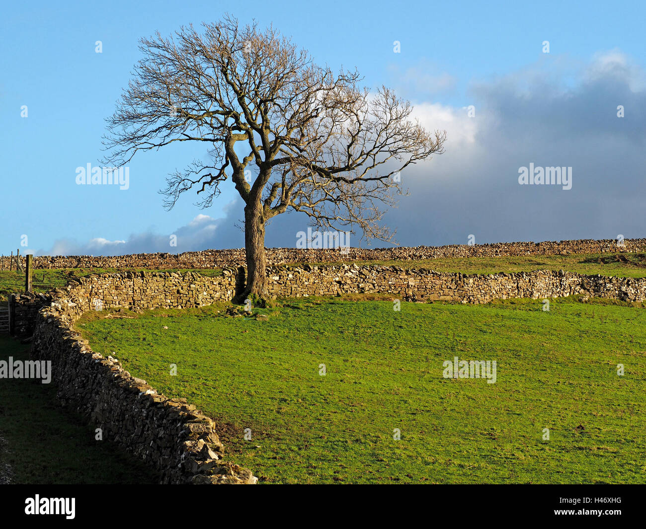 single bare sycamore tree in green field on skyline beside dry stone ...