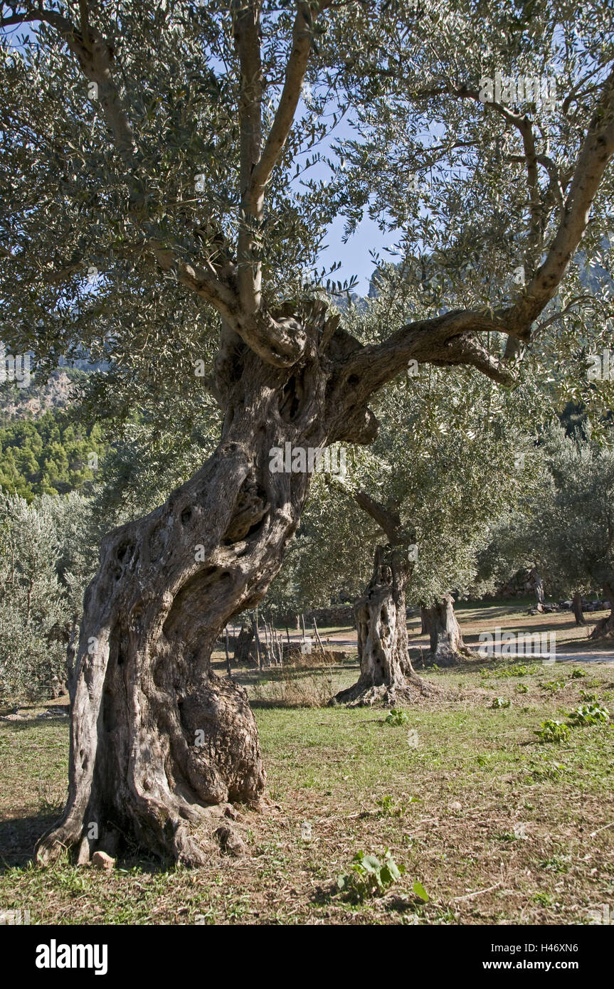 Spain, the Balearic Islands, Majorca, olive trees, mountains Stock ...
