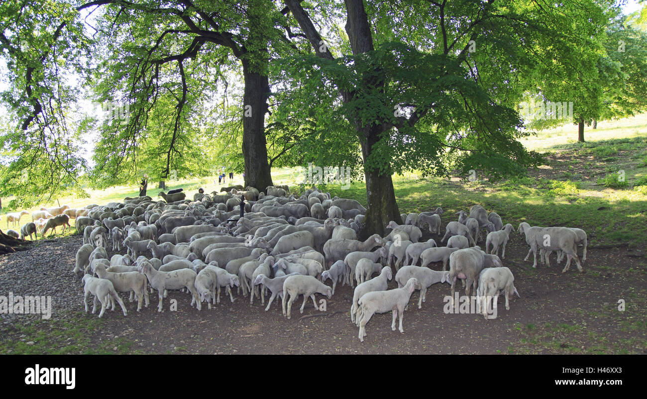 Shades of sheep hi-res stock photography and images - Alamy