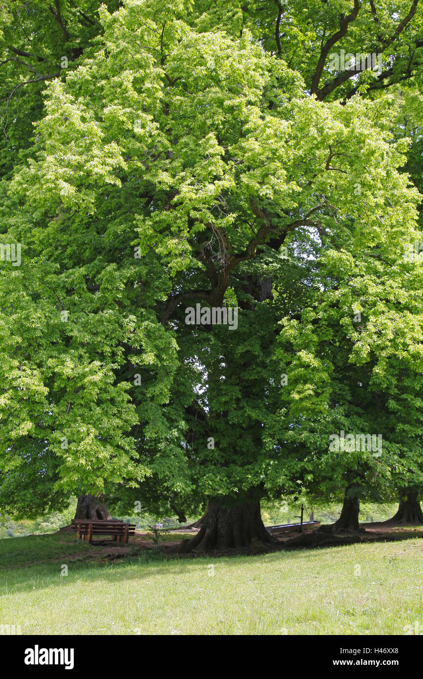 Lime-tree in group trees Stock Photo - Alamy