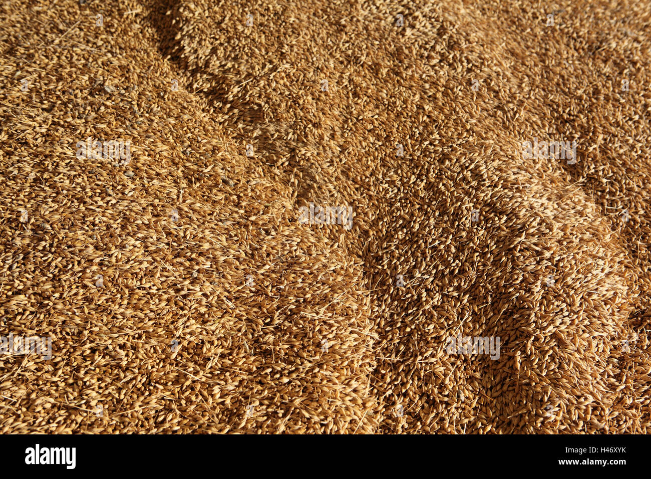 Barley corns hi-res stock photography and images - Alamy
