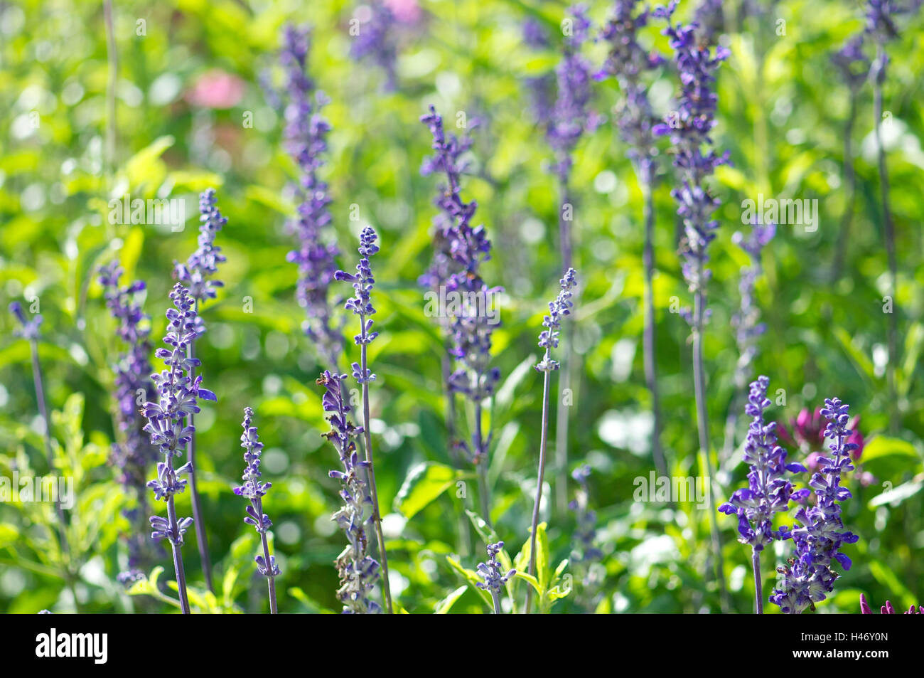Lavender, blossoms in sunlight Stock Photo - Alamy