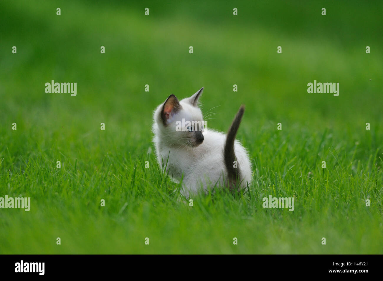 Siam seal point cat hi-res stock photography and images - Alamy