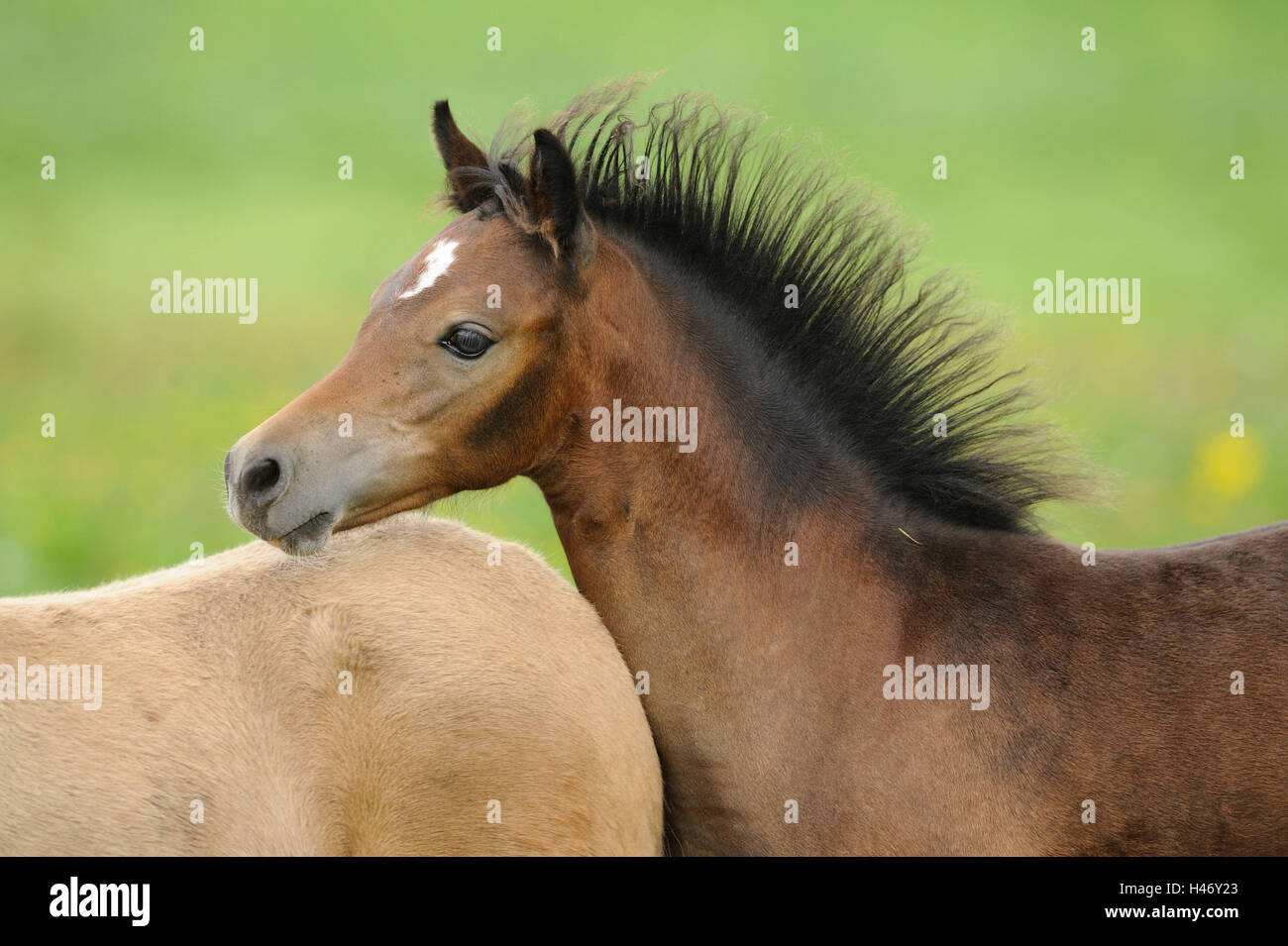 Welsh Pony, foal, portrait, side view Stock Photo - Alamy