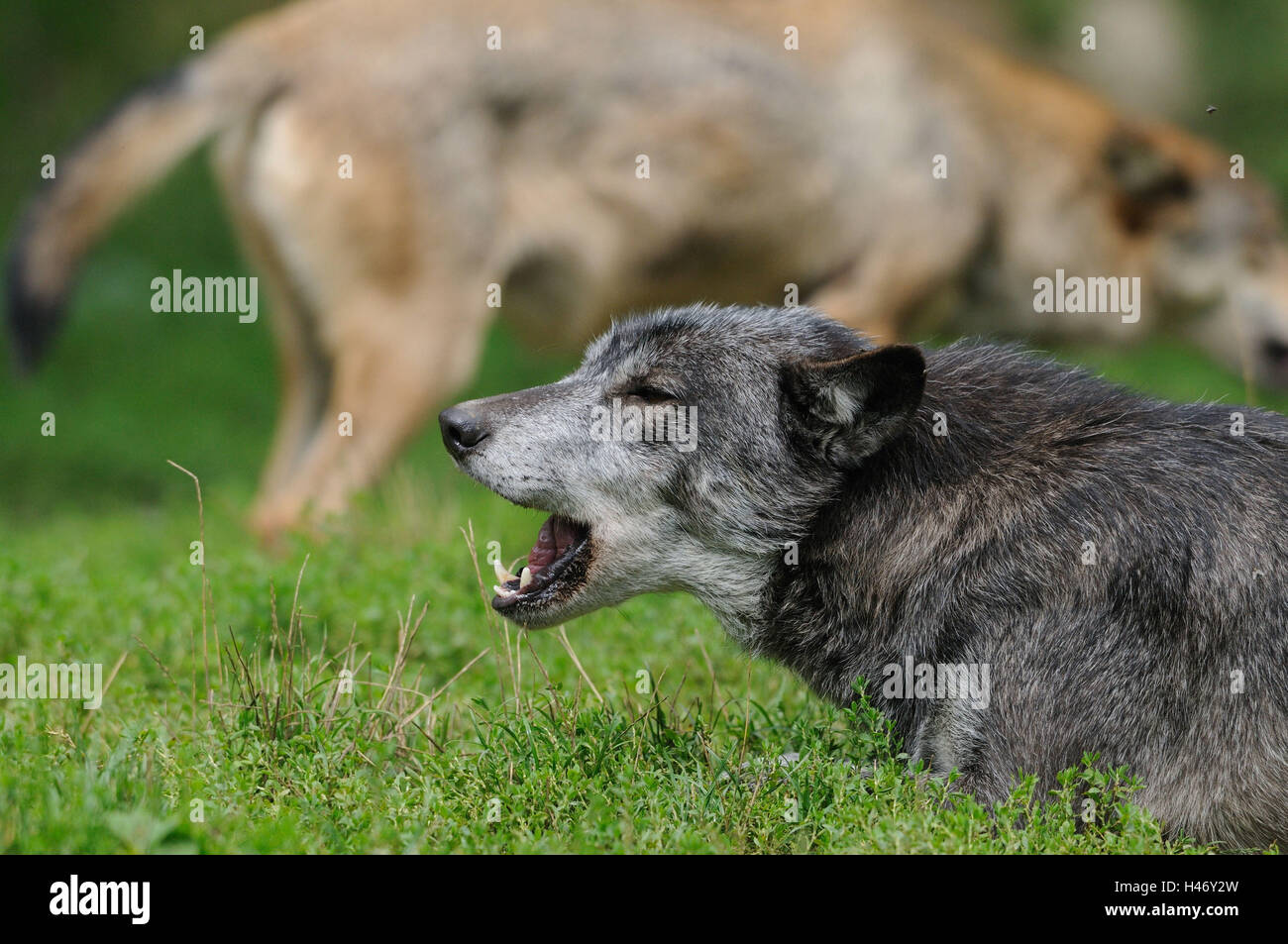 Timberwolf, Canis lupus lycaon, half portrait, side view, lie, mouth ...