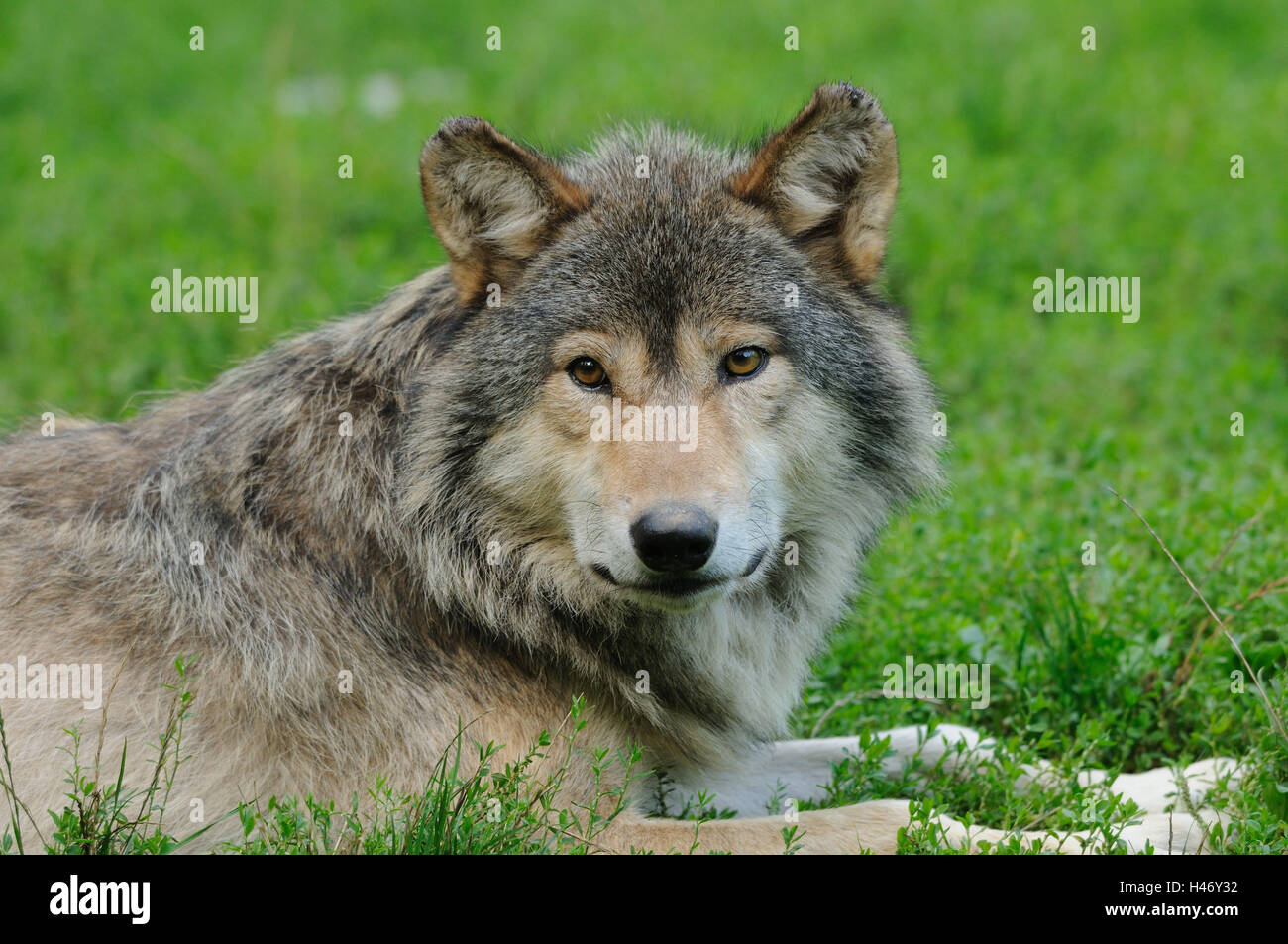 Timberwolf, Canis lupus lycaon, half portrait, lie, view camera Stock ...