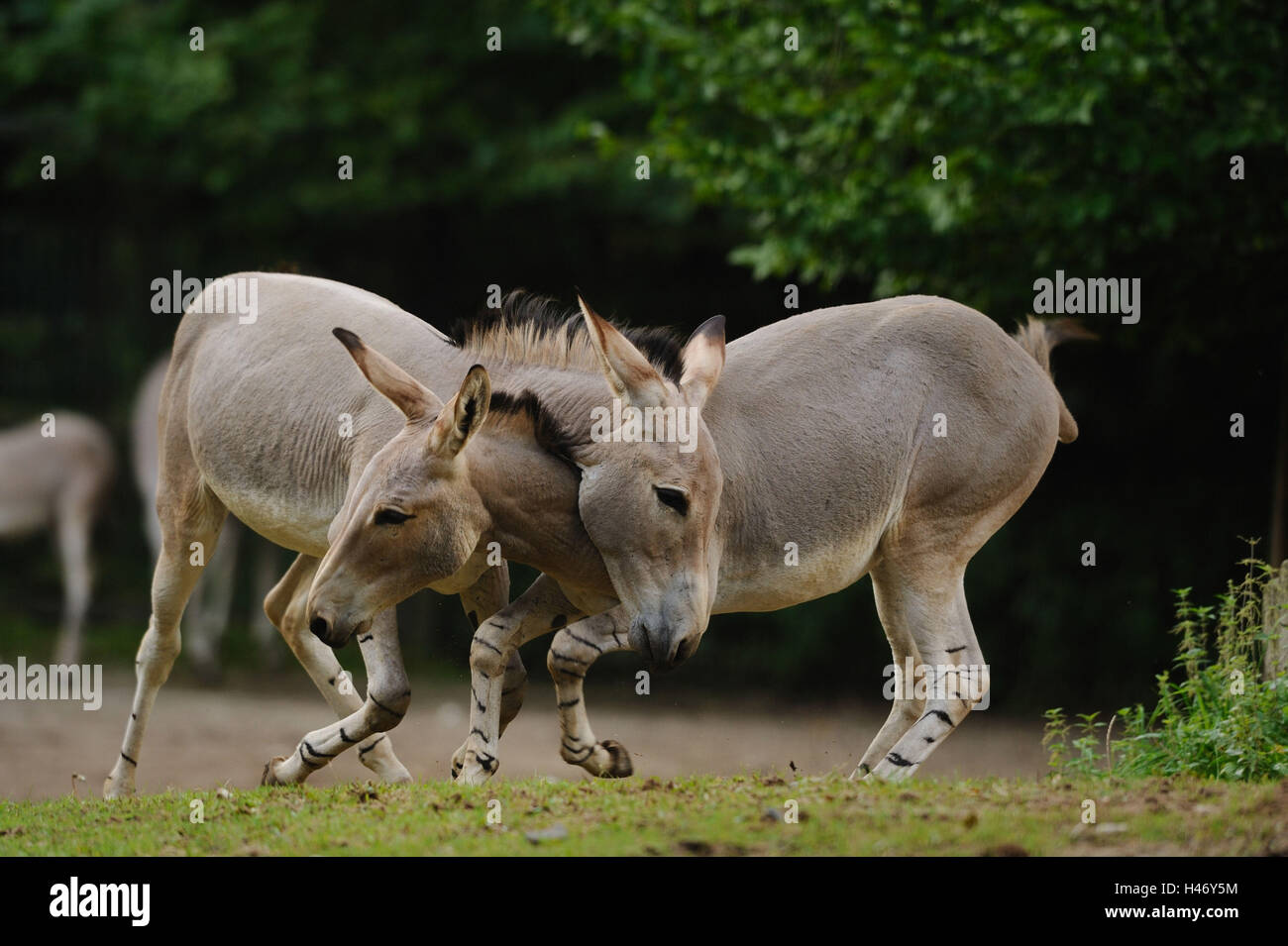 Two Somali-wild donkeys, Equus africanus somalicus, fight Stock Photo ...