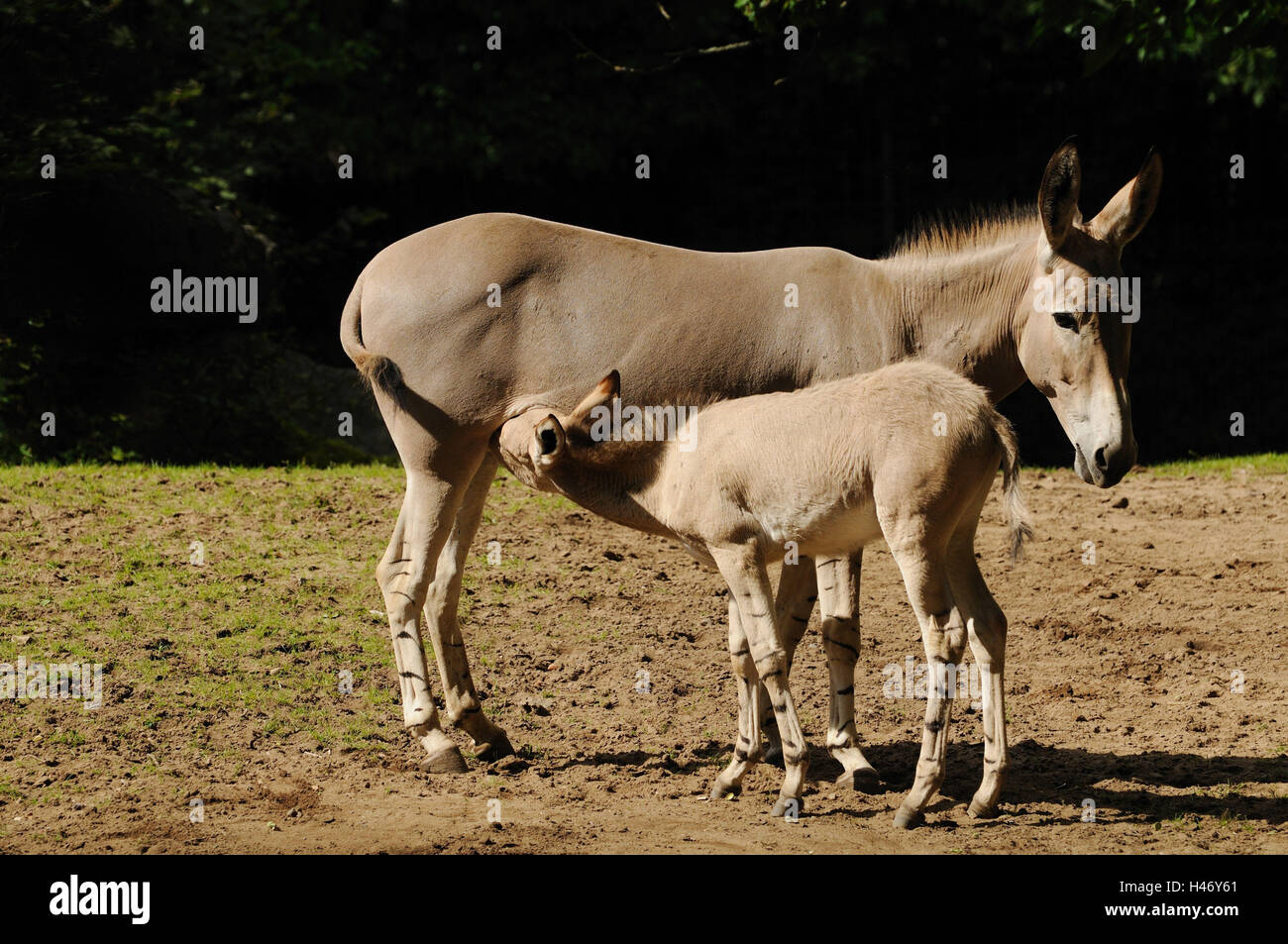 Somali-wild donkeys, Equus africanus somalicus, mother animal, foal ...