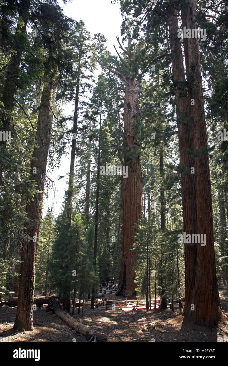 The USA, California, Sierra Nevada, Sequoia, national park, walking ...