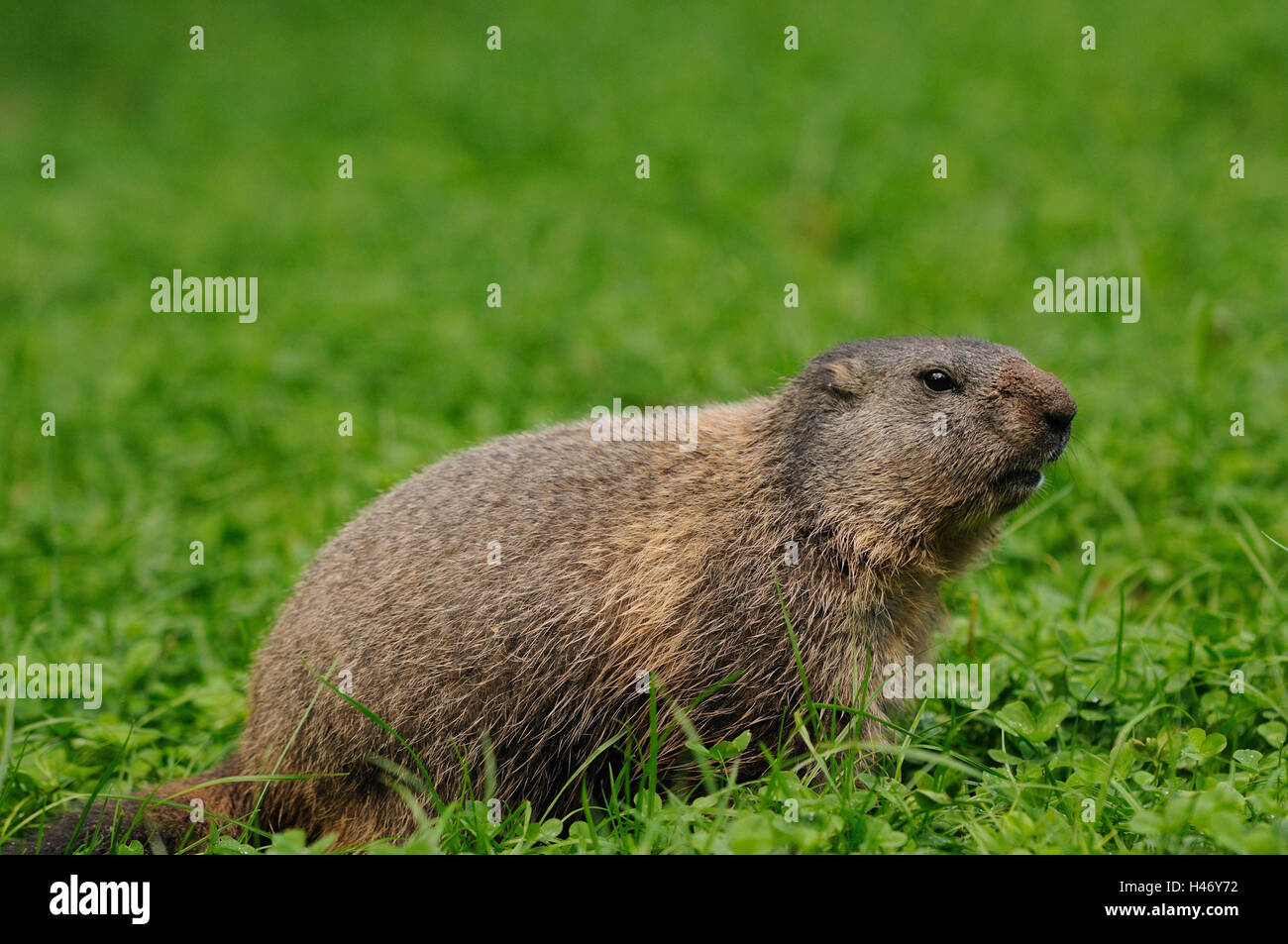 Alp groundhog, Marmota marmota, meadow, stand, side view Stock Photo ...
