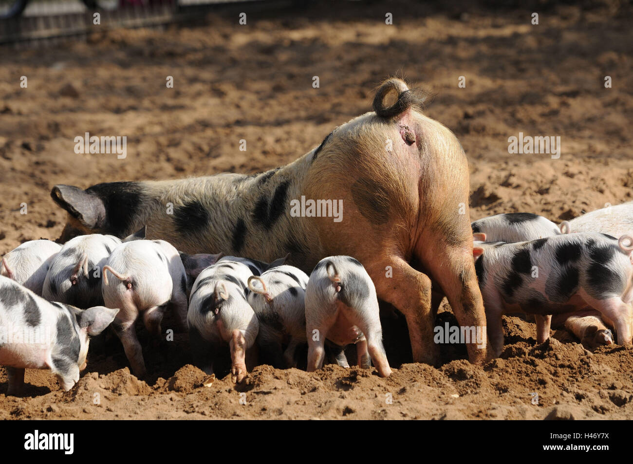 House pigs, Sus scrofa domestica, nut sow, piglet, nurse Stock Photo ...