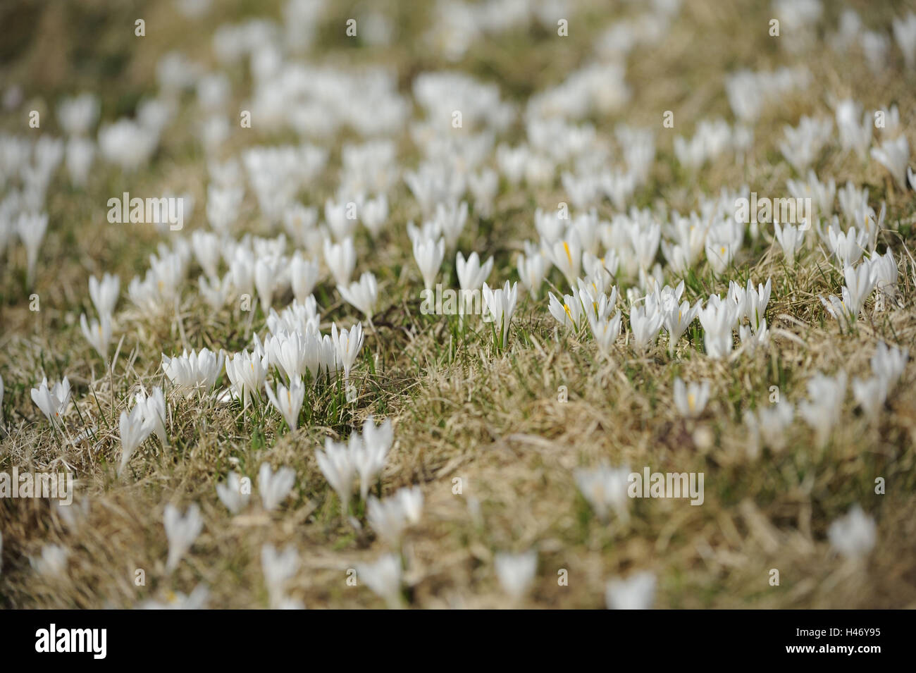 Spring crocuses, Crocus vernus ssp. albiflorus, white, crocus meadow ...