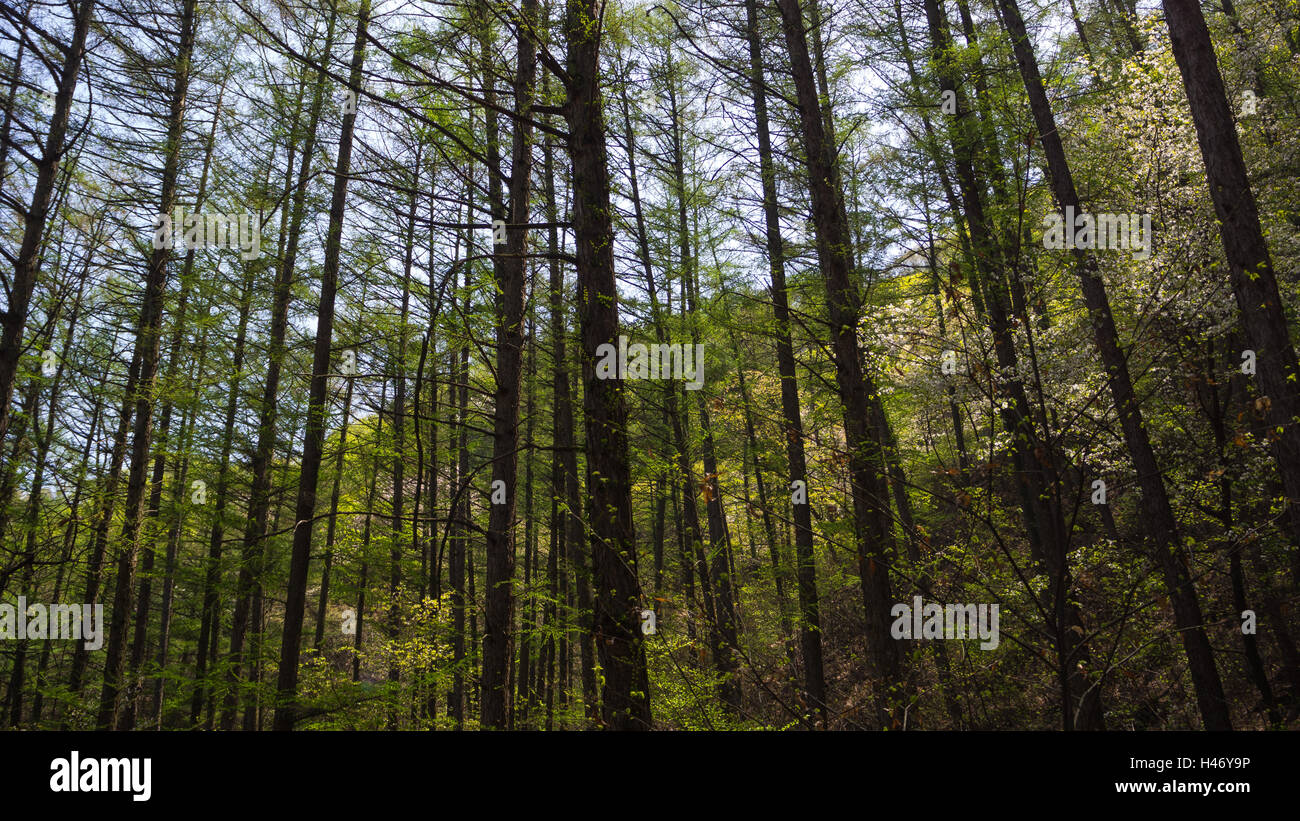 Hiking in Gyejoksan Mountain - Red Clay Trail Stock Photo - Alamy