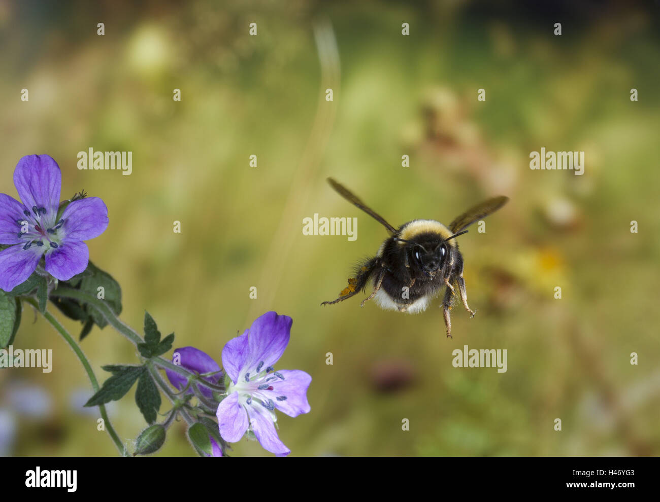 Large earth bumblebee, Bombus terrestris, in flight Stock Photo - Alamy