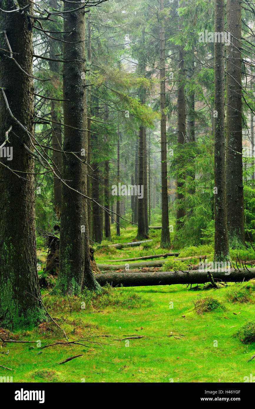 Intact wilderness in the Harz, Nature Park, Germany Stock Photo - Alamy