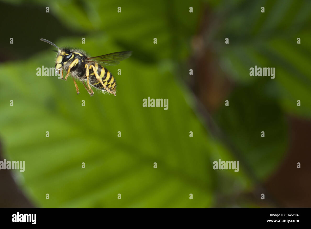 Saxon wasp, Dolichovespula saxonica, in the flight Stock Photo - Alamy