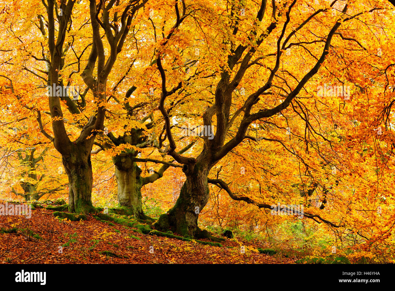 Old crooked, knobby beech and oak trees, Hesse, Germany Stock Photo - Alamy