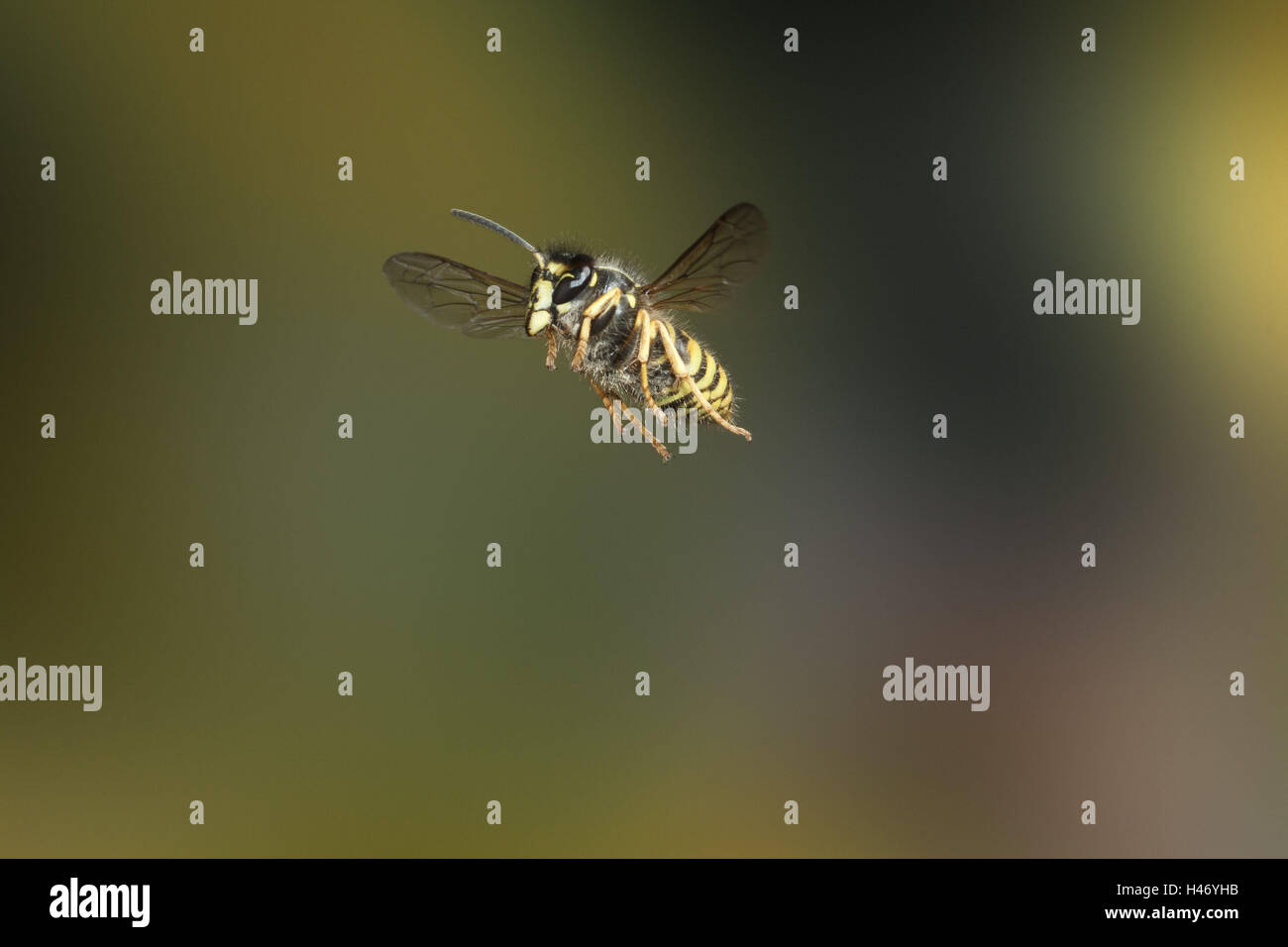 Saxon wasp, Dolichovespula saxonica, in flight Stock Photo - Alamy