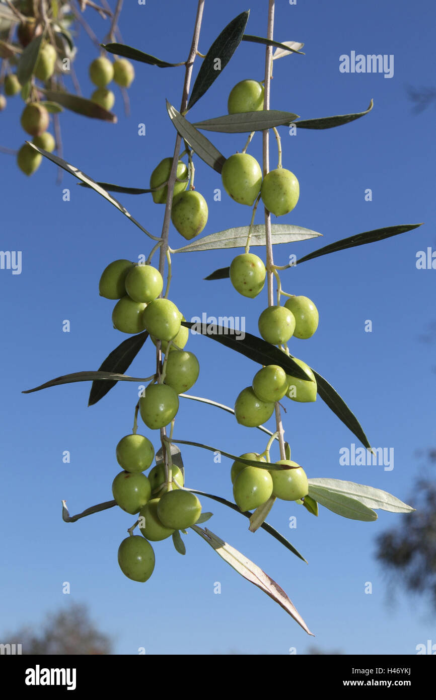 Olive tree, fruits Stock Photo - Alamy