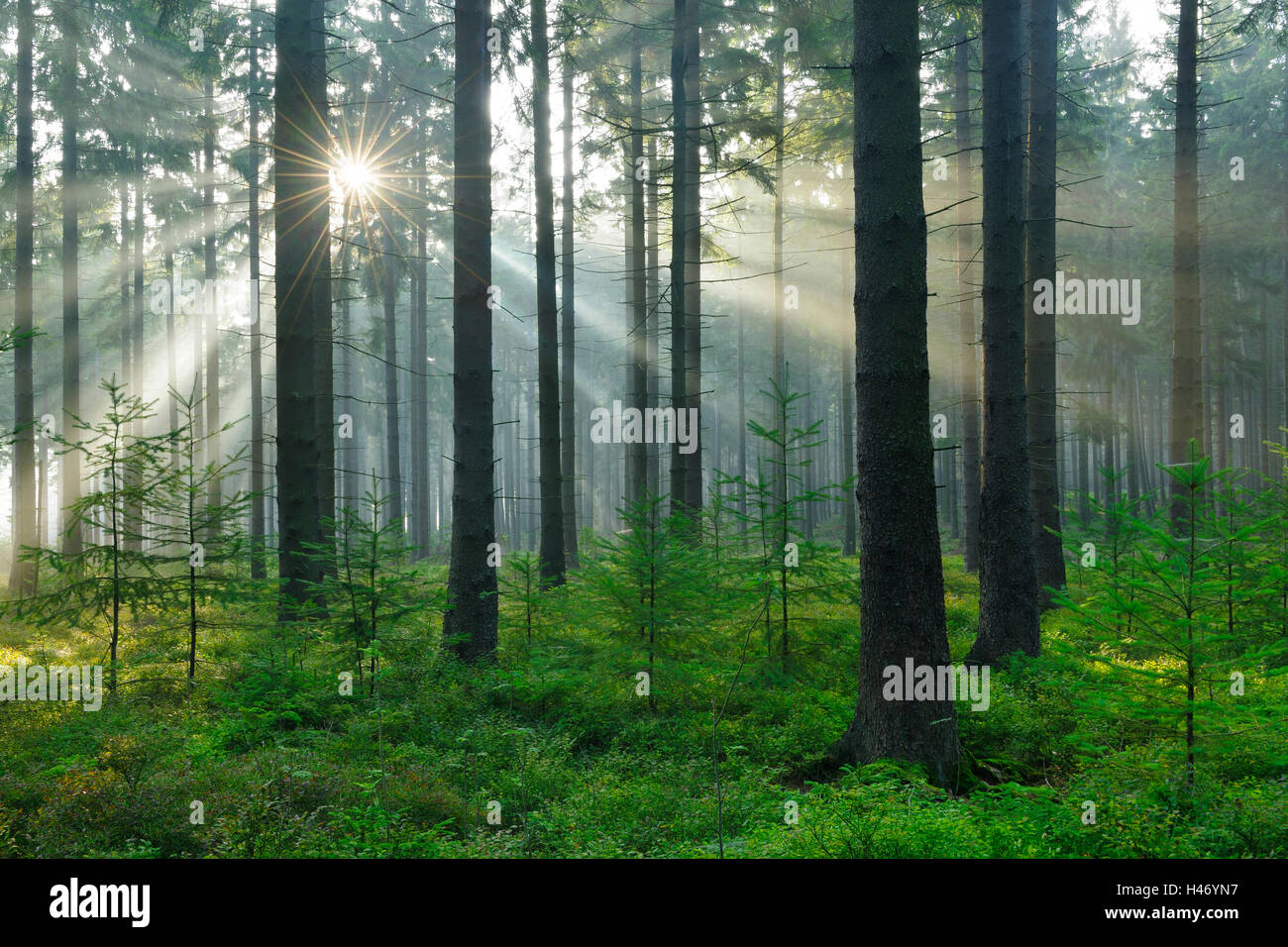 Eifel nature park hi-res stock photography and images - Alamy
