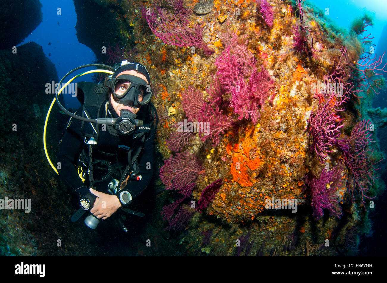 Diver admiring sea fans in the Mediterranean Stock Photo - Alamy