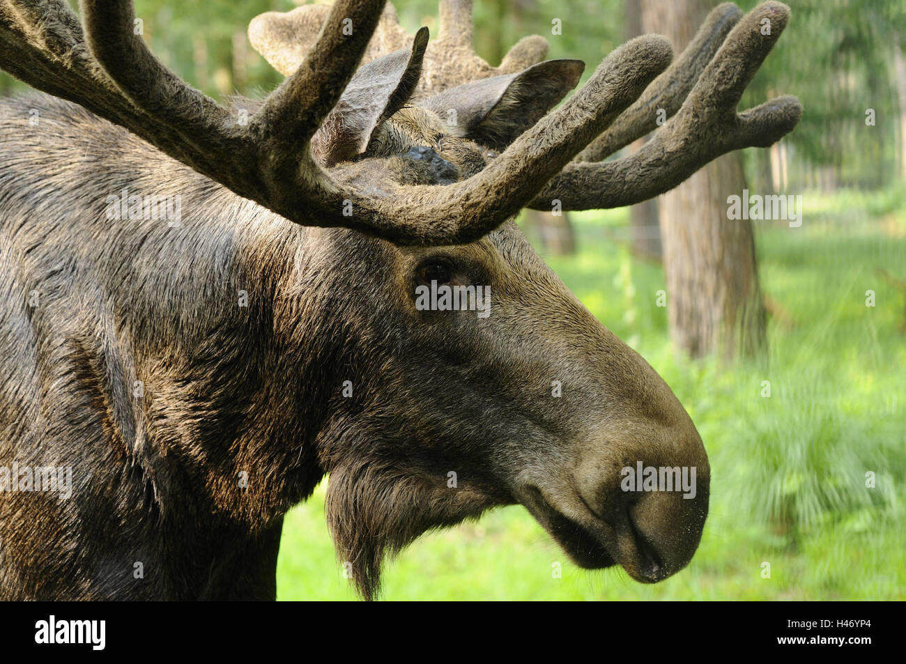 European elk, Alces alces alces, portrait Stock Photo - Alamy