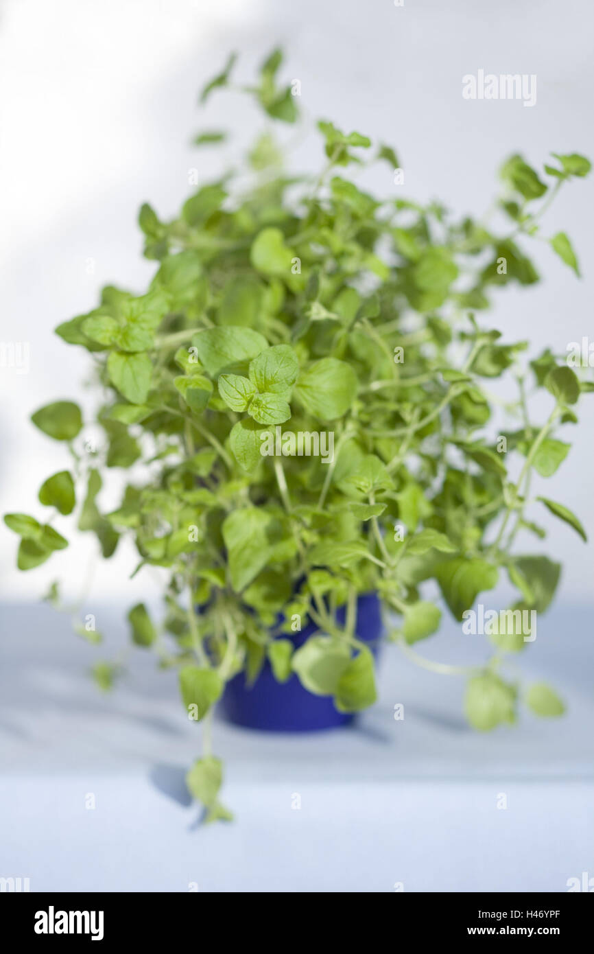 Oregano plant pot hi-res stock photography and images - Alamy