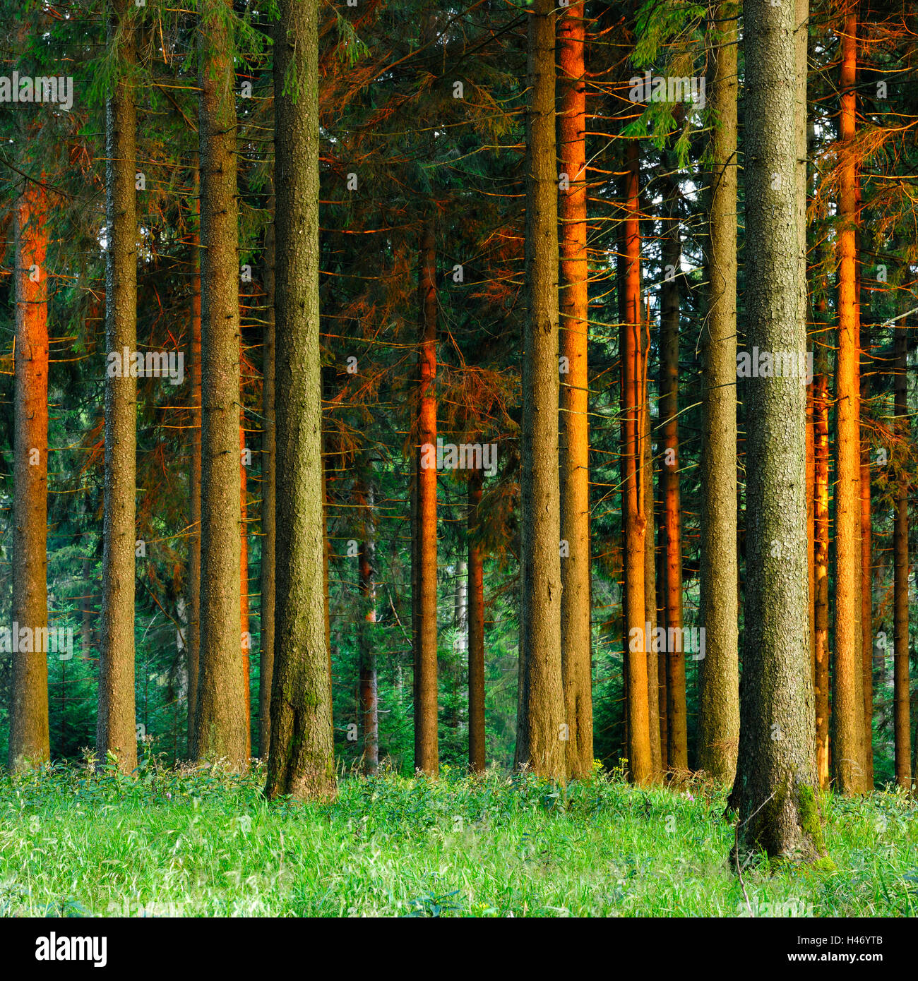 Last spruce hi-res stock photography and images - Alamy