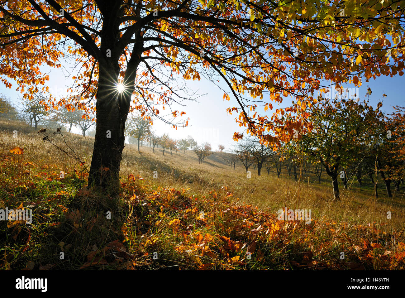 Cherry tree on orchard in autumn, Saxony Anhalt, Germany Stock Photo ...