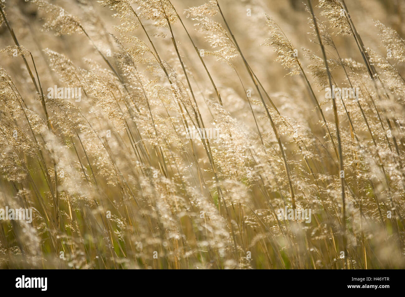Reed sweet grass hi-res stock photography and images - Alamy
