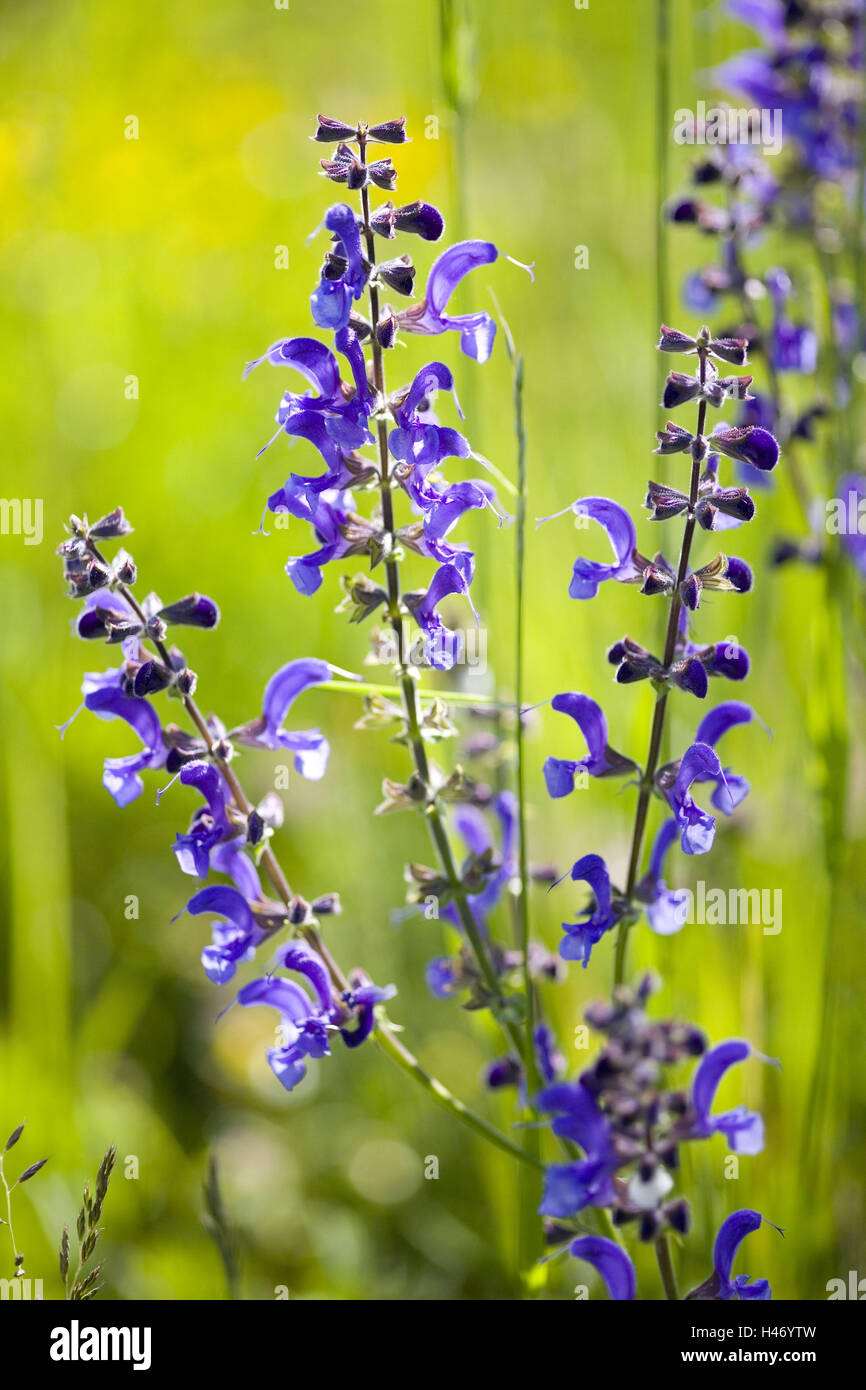 Sage blossoms hi-res stock photography and images - Alamy