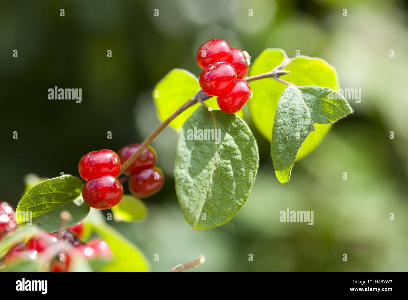 Fruits of the hedge hi-res stock photography and images - Alamy